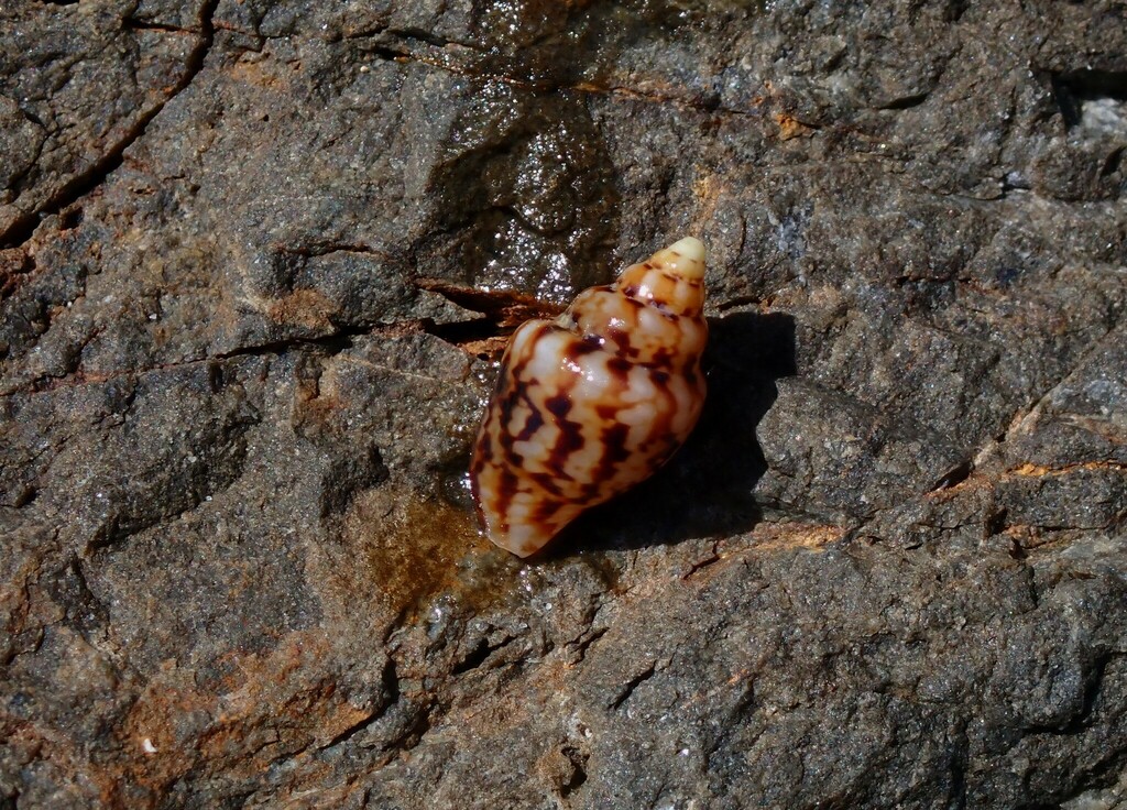 Dotted Dove Shell from Woolgoolga NSW 2456, Australia on September 04 ...