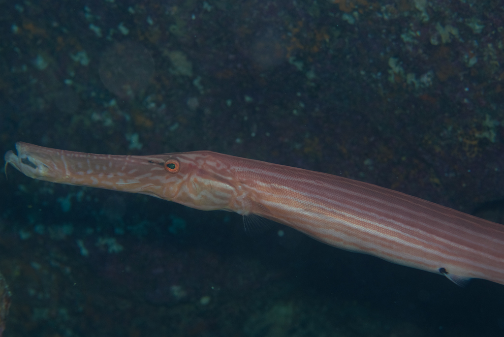 Pacific Trumpetfish from Darwin's Arch, Ecuador on August 24, 2024 at ...