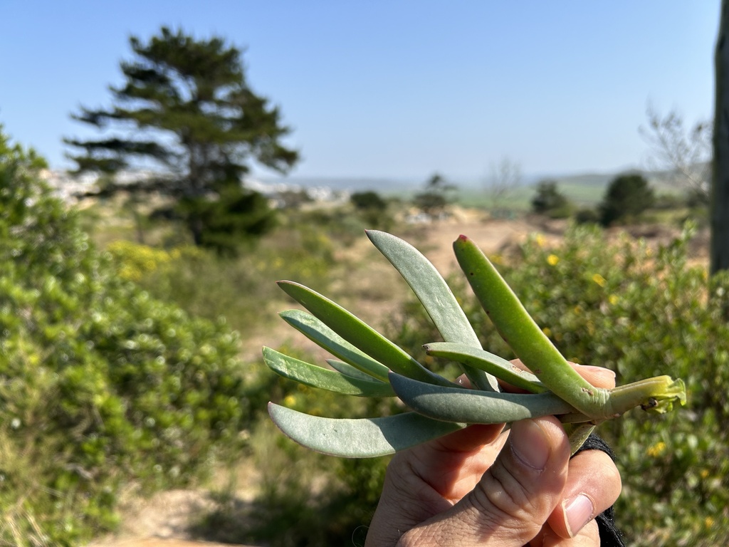 Sally-my-handsome from Garden Route District Municipality, South Africa ...