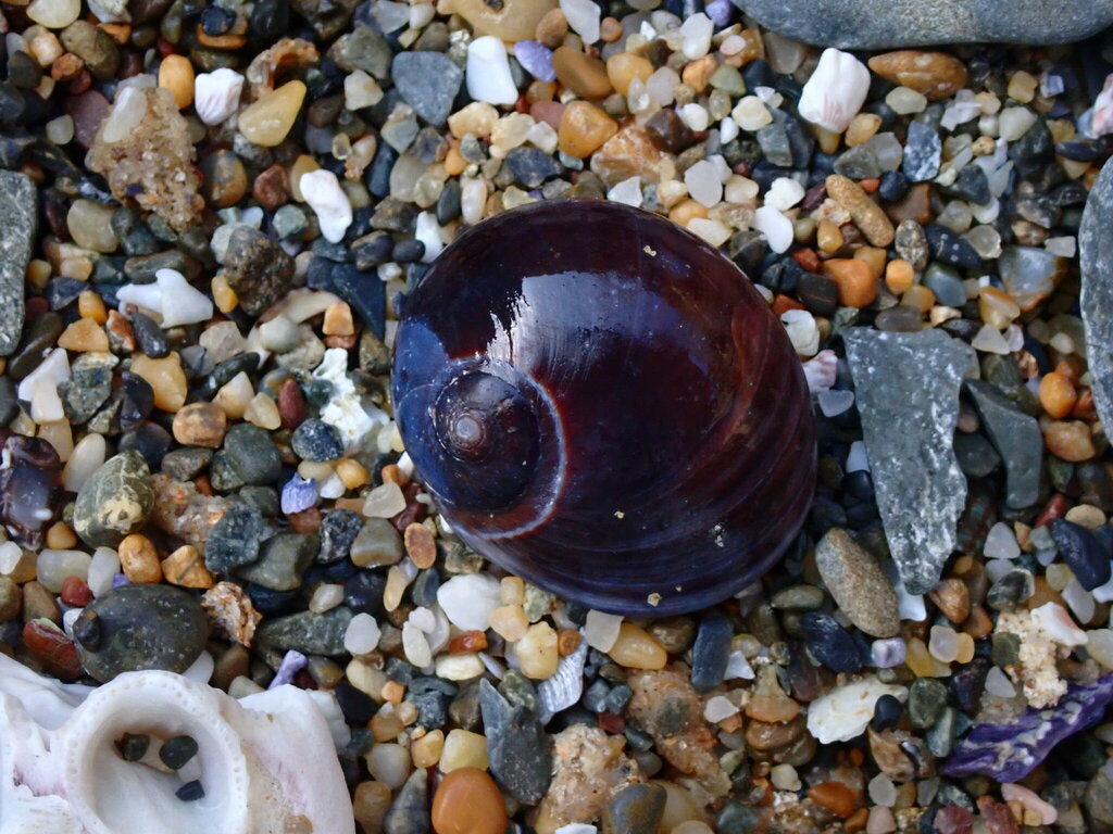 Conuber incei from Sandy Beach NSW 2456, Australia on September 04 ...