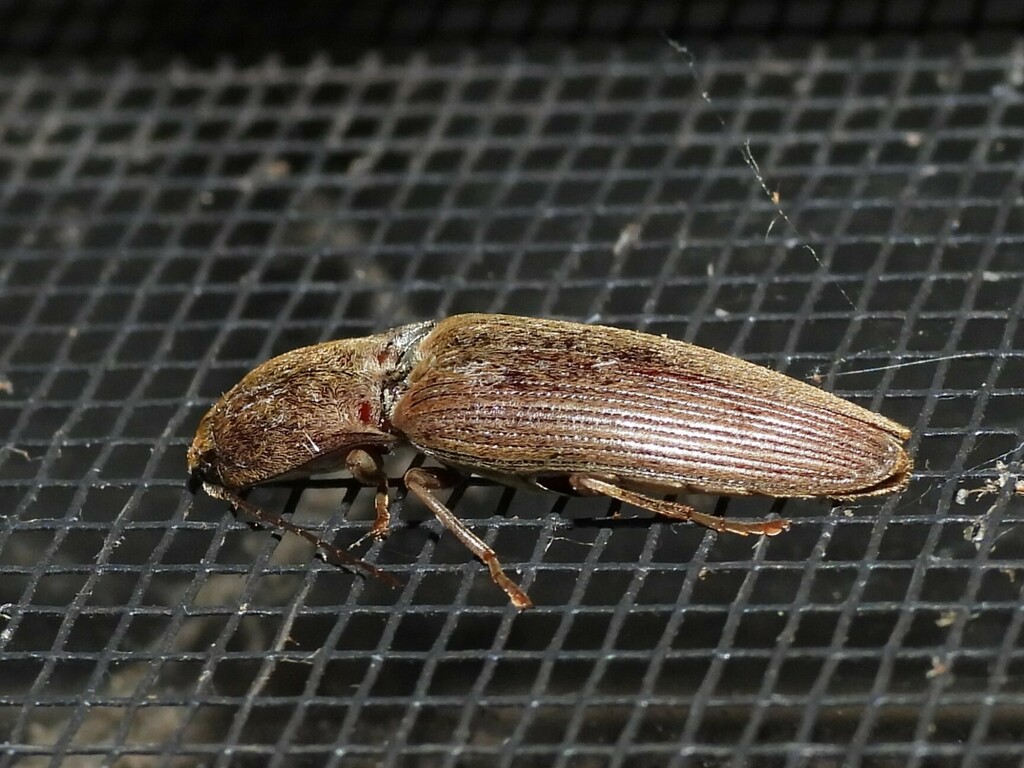 Dicteniophorus from Coomba Park NSW 2428, Australia on September 4 ...