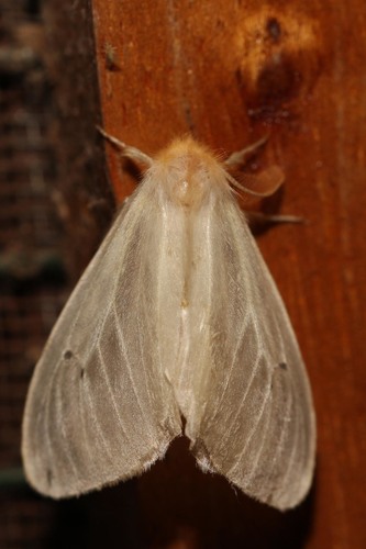 Olapa fulviceps · iNaturalist