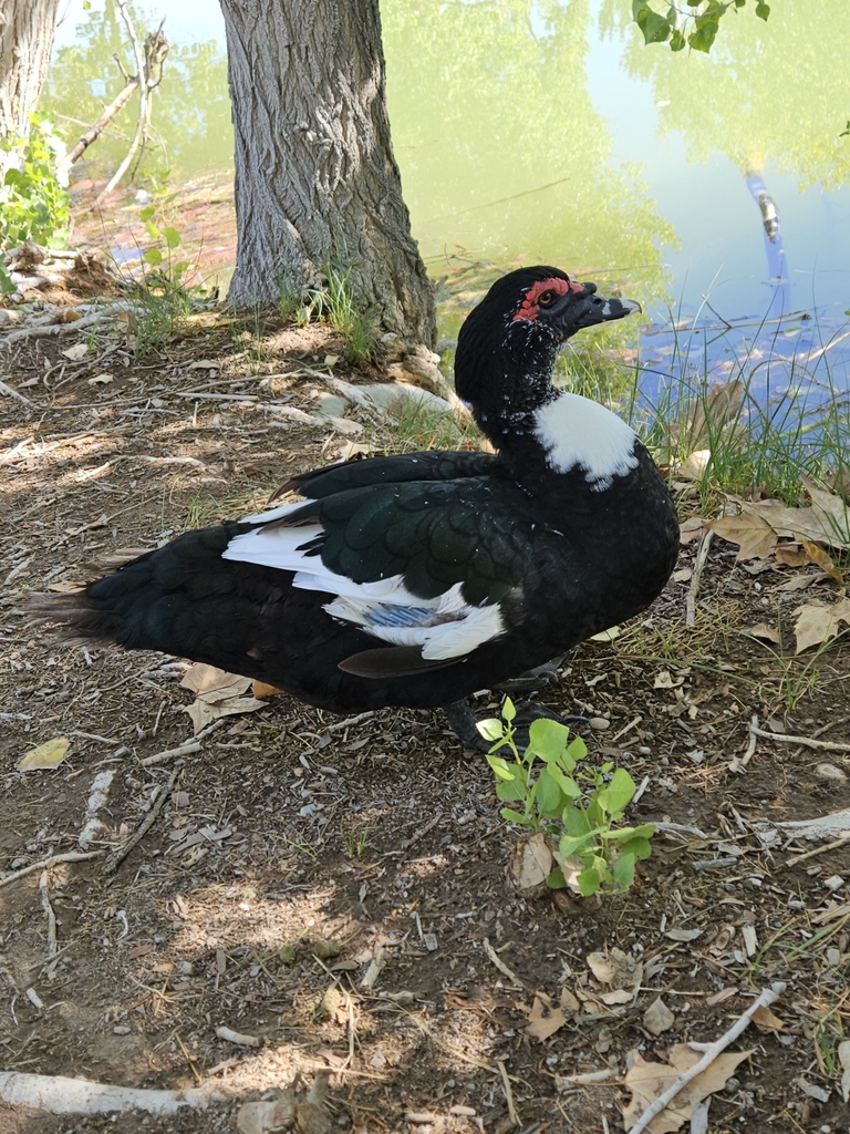 Domestic Muscovy Duck from Tule Springs, Las Vegas, NV, USA on ...