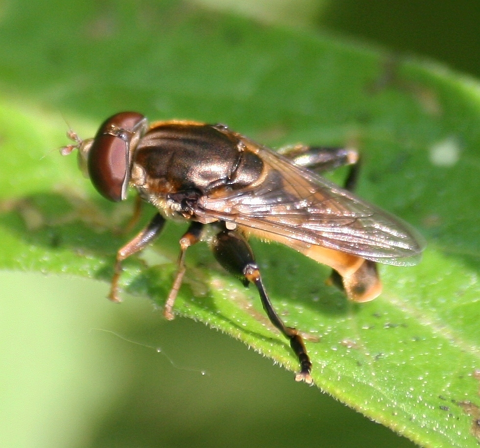 Common Thick-leg Fly (McClellan Ranch Preserve Insects) · iNaturalist