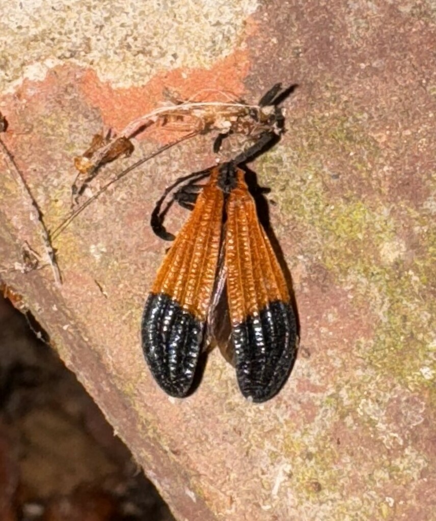 End Band Net-winged Beetle from Along Ijams Branch, off of Co. Rd. 275 ...