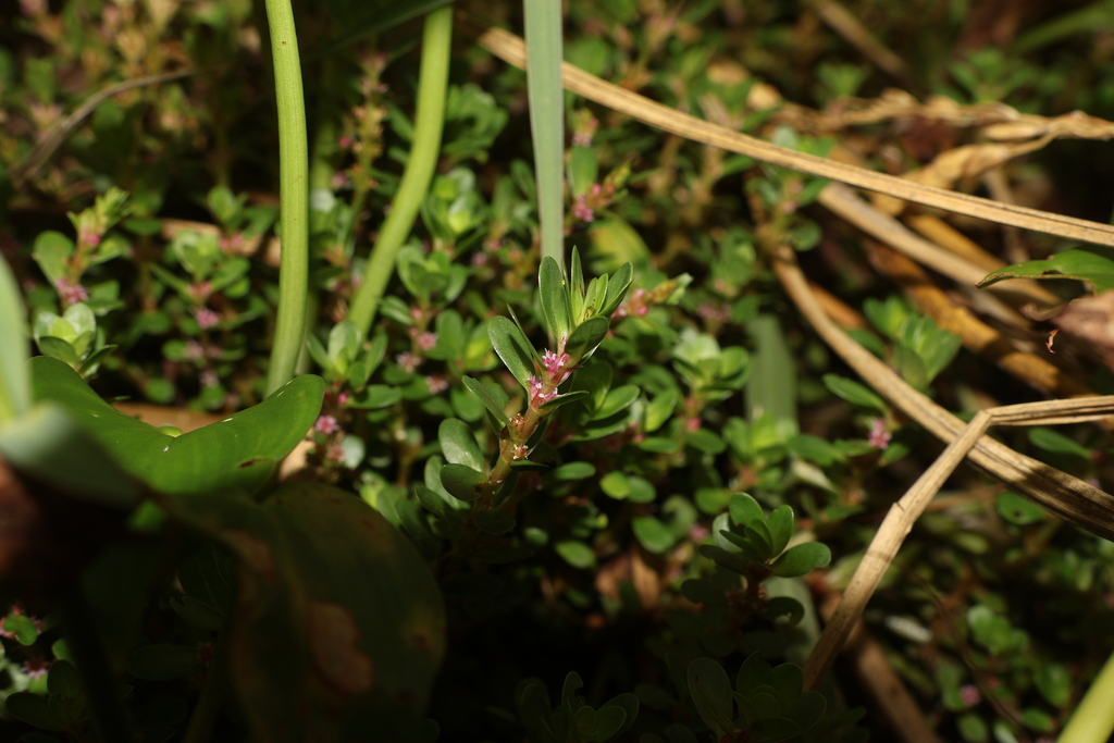 Indian rotala from 228台灣新北市貢寮區 on September 4, 2024 at 10:58 AM by ...