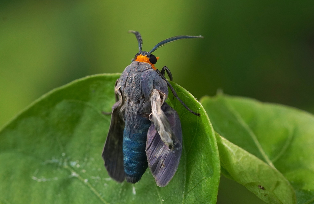 Edwards' Wasp Moth from Deerfield Beach, FL, USA on June 22, 2019 at 02 ...