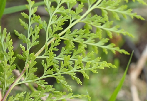 Photo 42710322, (c) Sandra Falanga, some rights reserved (CC BY-NC ...