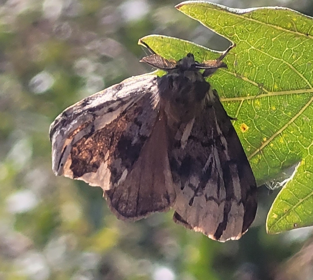 Spongy Moth from 3865 Canelas, Portugal on September 4, 2024 at 02:07 ...