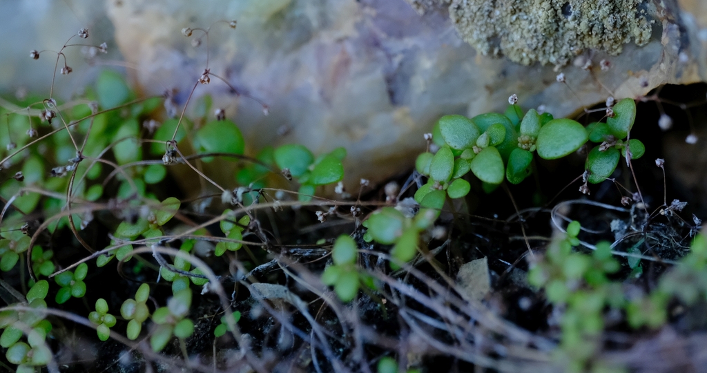 Crassula oblanceolata in August 2024 by Nick Helme · iNaturalist
