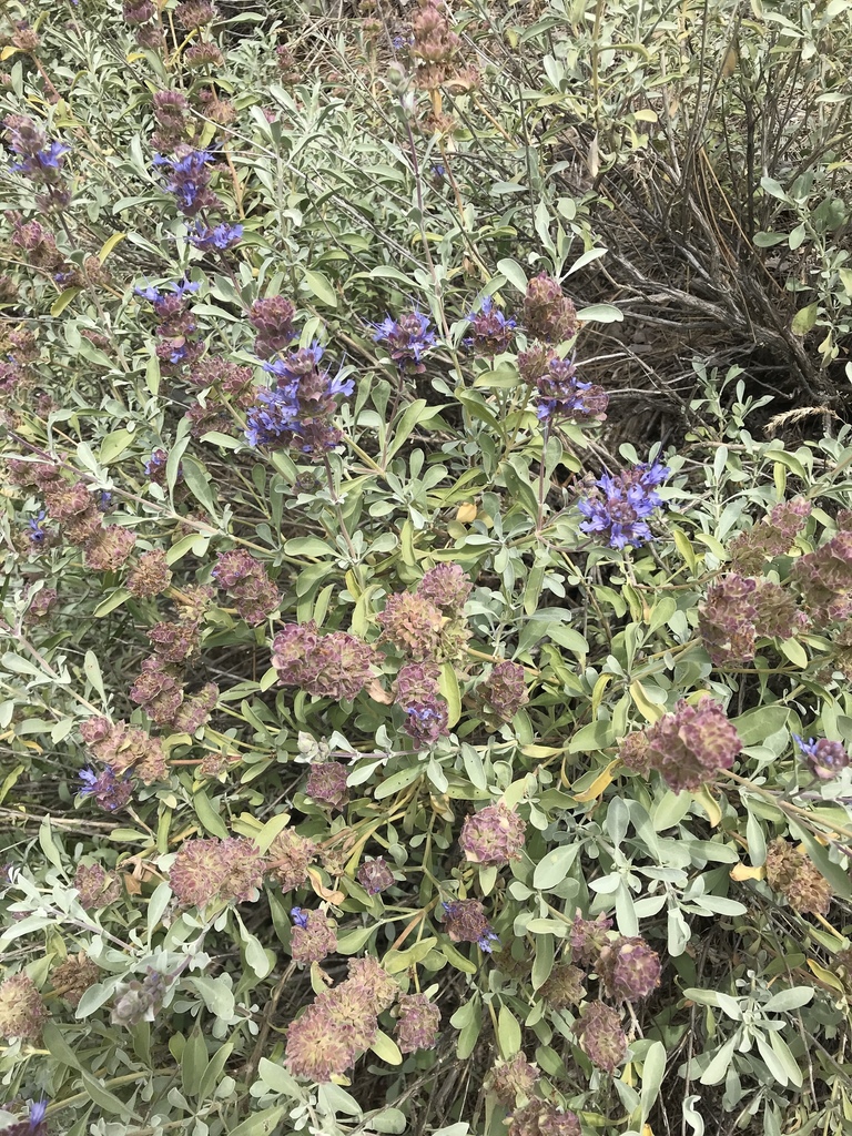 Dorr's Sage from High Drive Park, Spokane, WA, US on June 22, 2019 at ...