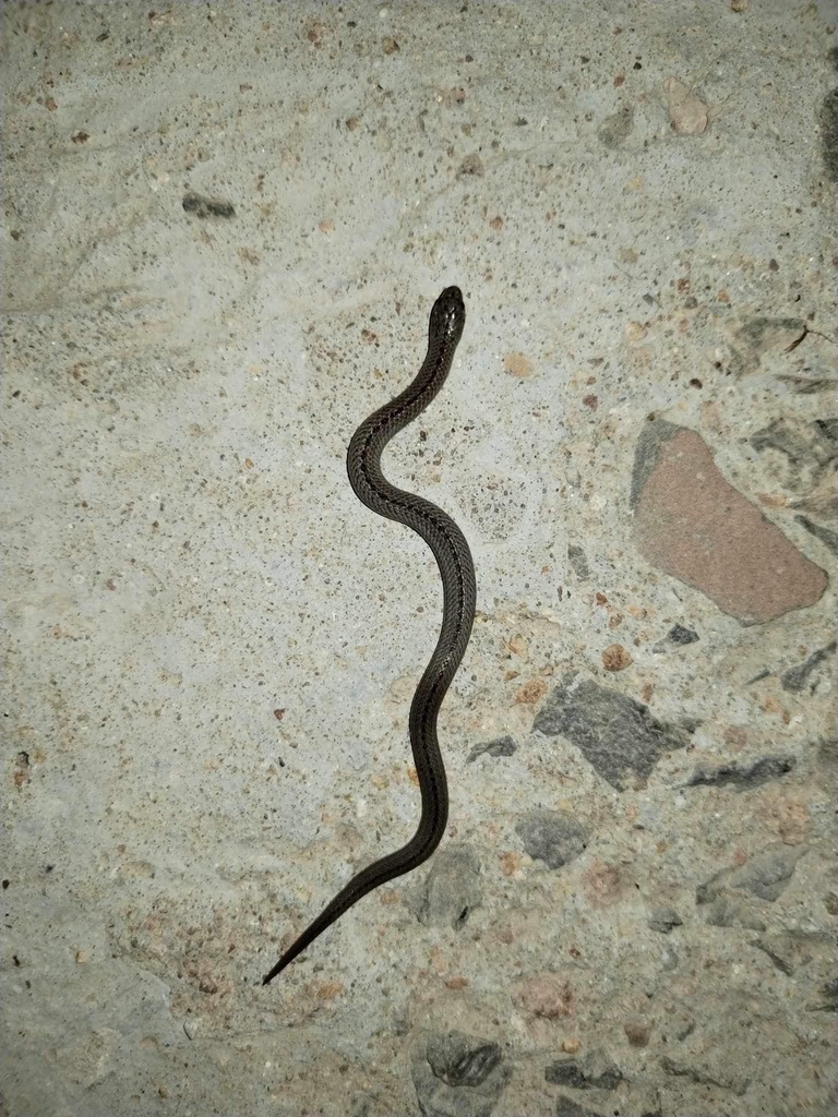 Colubrine Snakes from 003, San Miguel de las Casitas, Gto., MX on ...