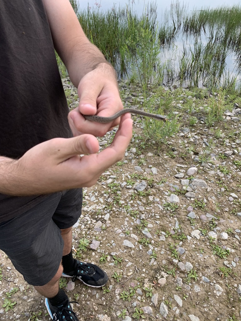 Western Terrestrial Garter Snake from Polson, Polson, MT, US on August ...