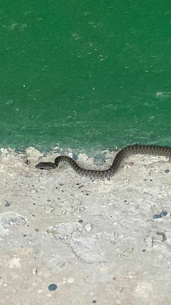 Boddaert's Tropical Racer from San Cristobal, La Primavera, Vichada ...