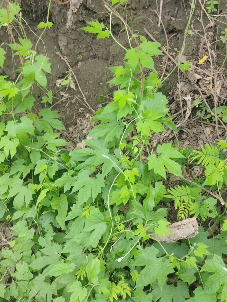Chichicaste desde Cihuatlán, Jal., México el 03 de agosto de 2024 a las ...
