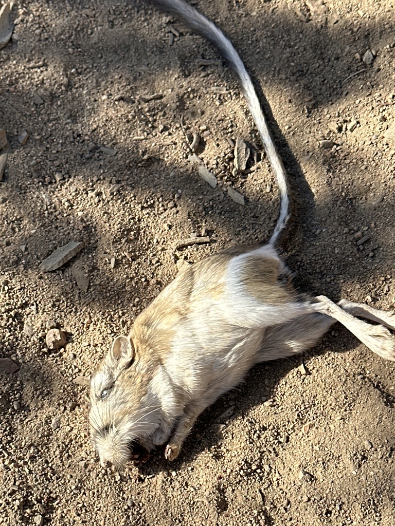 Ord's Kangaroo Rat from Cherokee Dr, Carson City, NV, US on September 4 ...