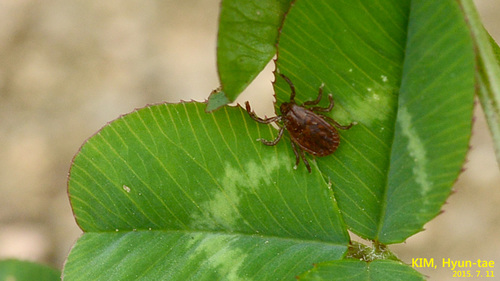 Bush Tick (Tick Watch Southwest Australia) · iNaturalist