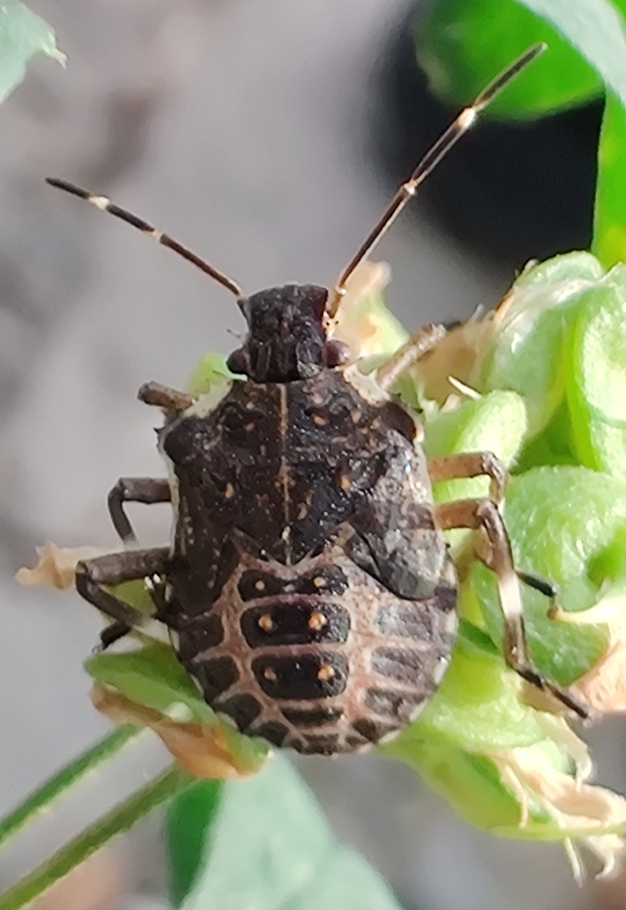 Brown Marmorated Stink Bug from Altstadt, 79 Freiburg im Breisgau ...