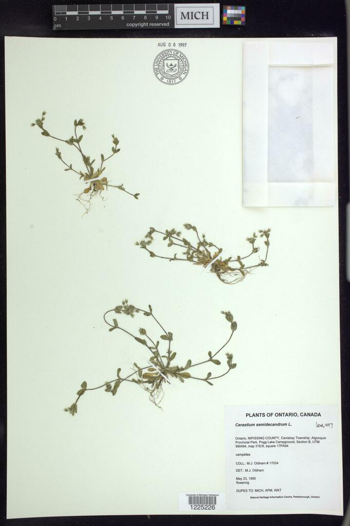 Little Mouse-ear from Canada, Ontario, NIPISSING County, Algonquin ...