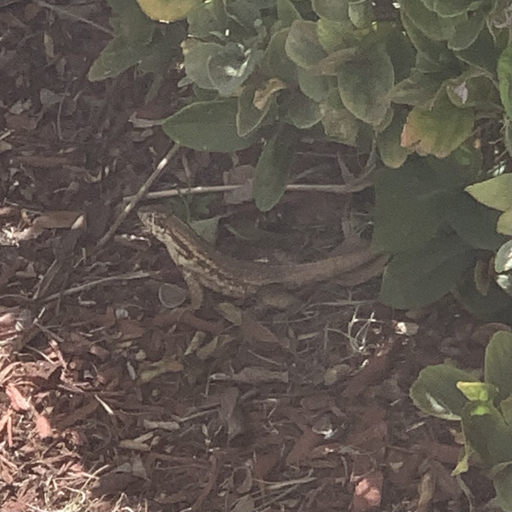 Northern Curly-tailed Lizard from Haines Bayshore Rd, Clearwater, FL ...