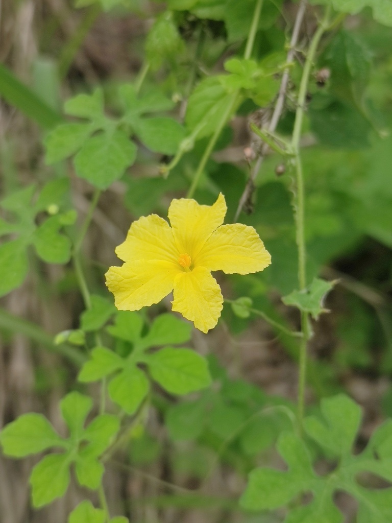 Bitter Melon from Cihuatlán, Jal., México on August 3, 2024 at 08:19 AM ...