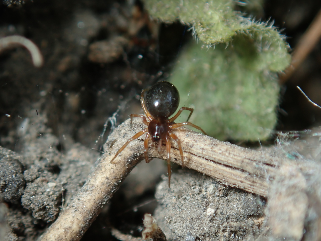 Dwarf Spiders from Кокино, Брянская обл., Россия, 243365 on June 15 ...