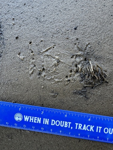 iNaturalist Tracking Database – NatureTracking