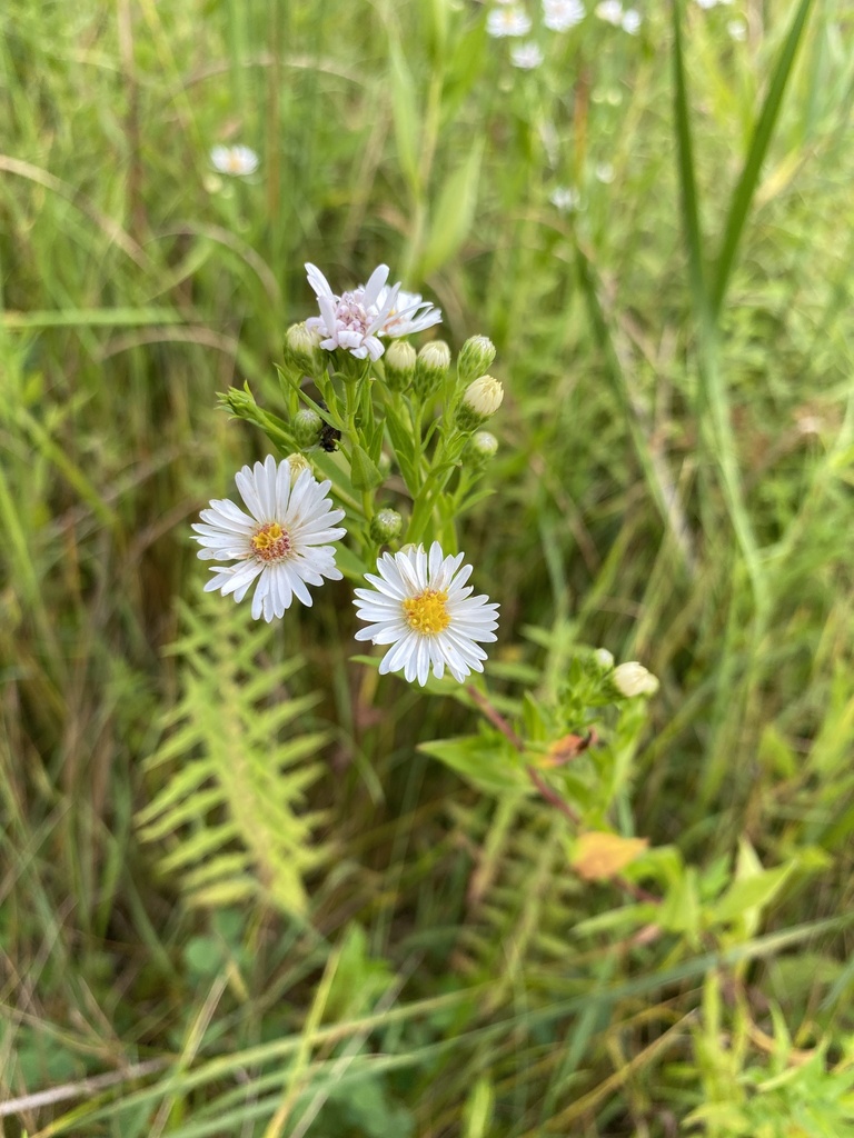 panicled aster from Troy St S, Fargo, ND, US on September 4, 2024 at 01 ...