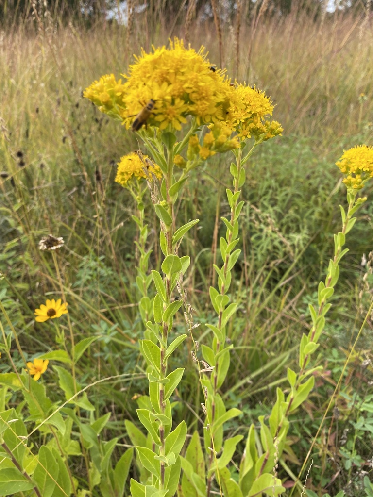 stiff-leaved goldenrod from Troy St S, Fargo, ND, US on September 4 ...
