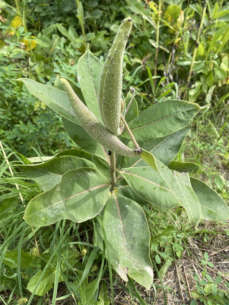 common milkweed from Troy St S, Fargo, ND, US on September 4, 2024 at ...