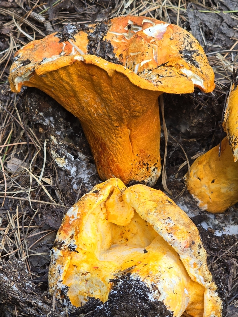 lobster mushroom from Flagstaff, AZ 86001, USA on September 3, 2024 at ...