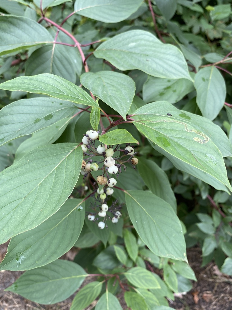 red osier dogwood from Forest River Dr, Fargo, ND, US on September 4 ...