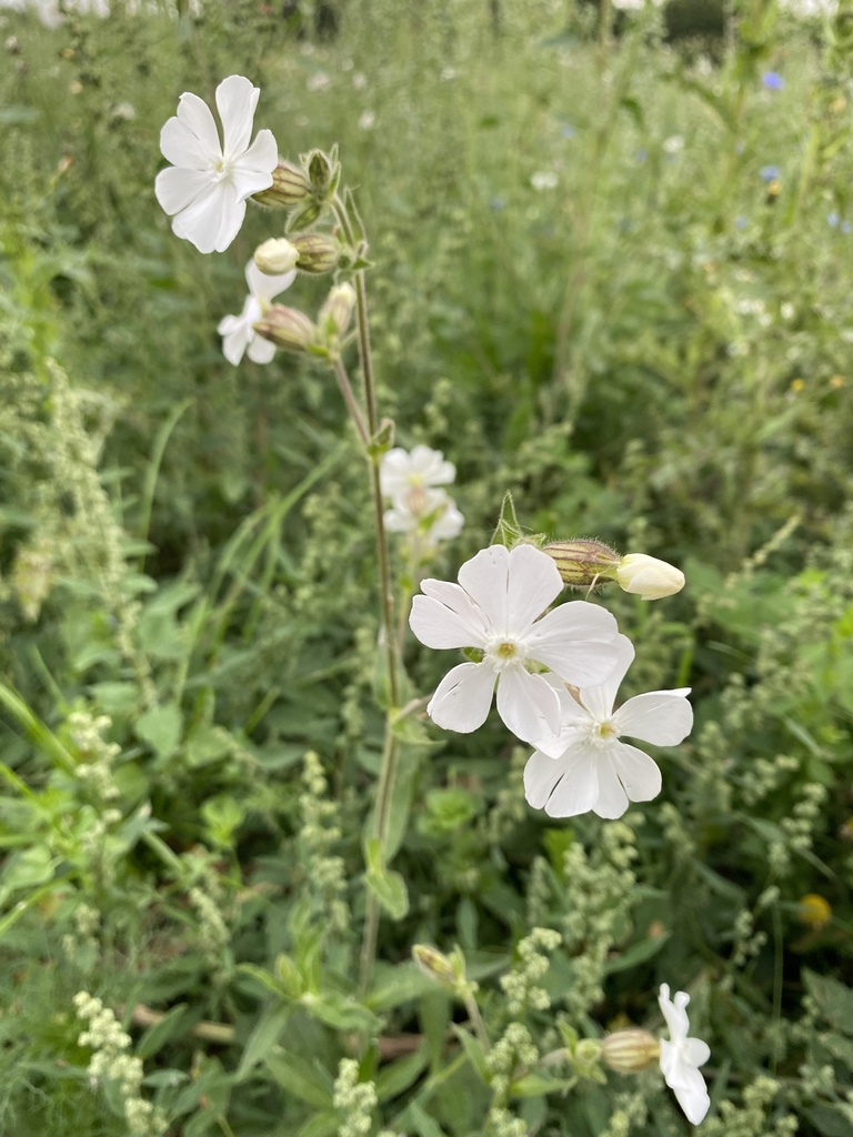 white campion from Bures Hamlet, Bures, England, GB on September 4 ...