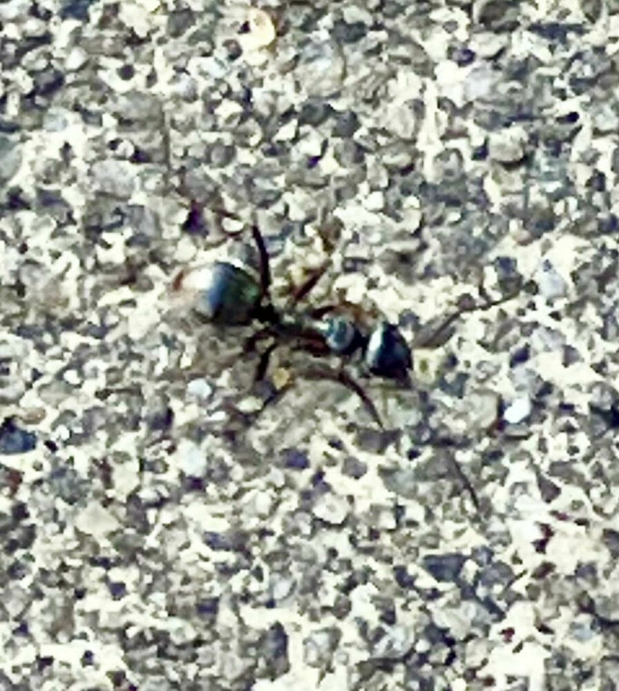 Silky Field Ant from Notre Dame, IN 46556, USA on September 4, 2024 at ...