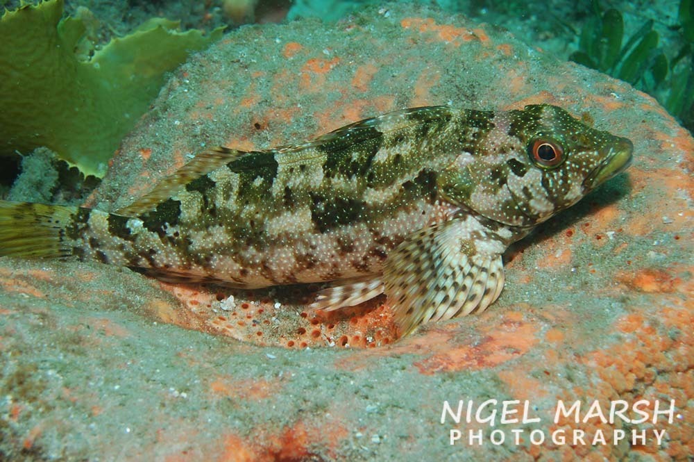 Eastern Kelpfish from Port Stephens NSW 2319, Australia on January 1 ...