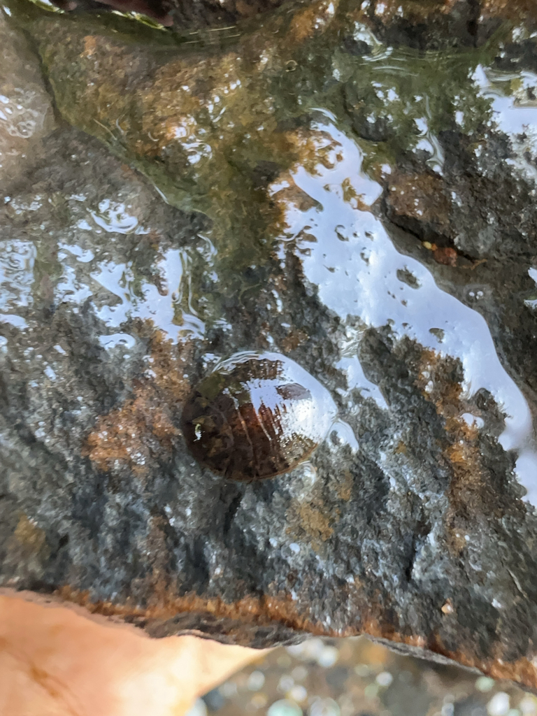 Herrick's Water Penny Beetle from Port Trevorton on September 4, 2024 ...