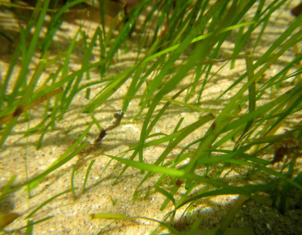 (Halodule) - Botanical Realm