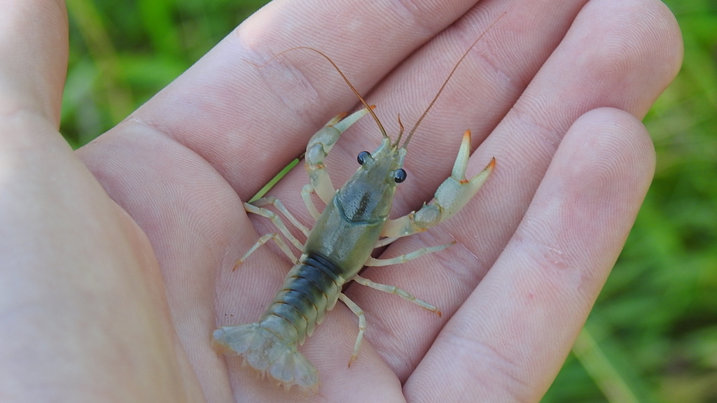 Northern Clearwater Crayfish from Bruce County, ON, Canada on August 23 ...