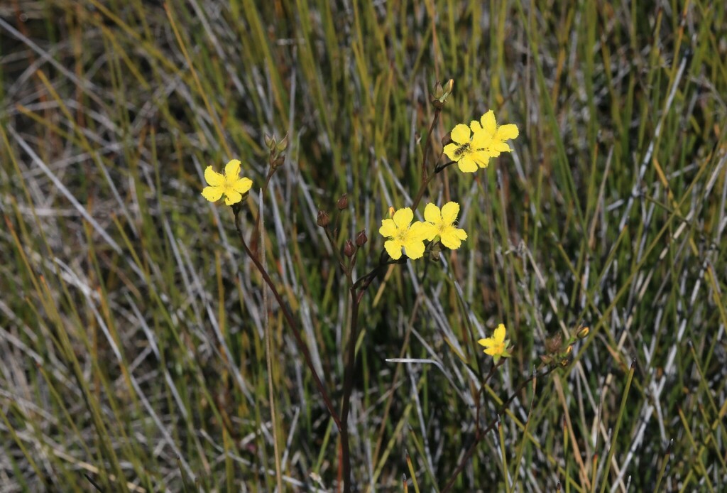 erect marsh flower from Red Rock NSW 2456, Australia on September 3 ...