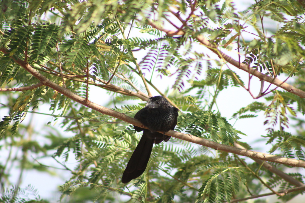 Garrapatero pijuy desde Angostura, Sin., MX el 10 de julio de 2024 a ...