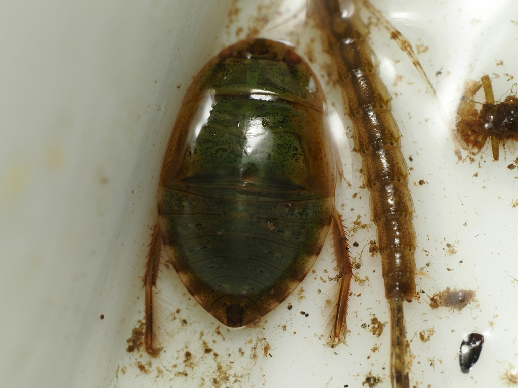 saucer bug from Lasy Siechnicko-Kotowickie, PL on September 4, 2024 at ...