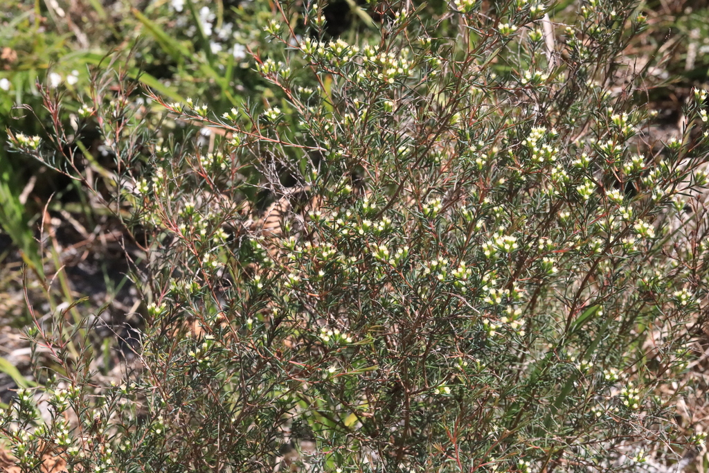 twiggy homoranthus from Red Rock NSW 2456, Australia on September 03 ...