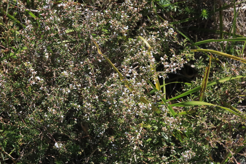 Bearded Heath from Red Rock NSW 2456, Australia on September 3, 2024 at ...
