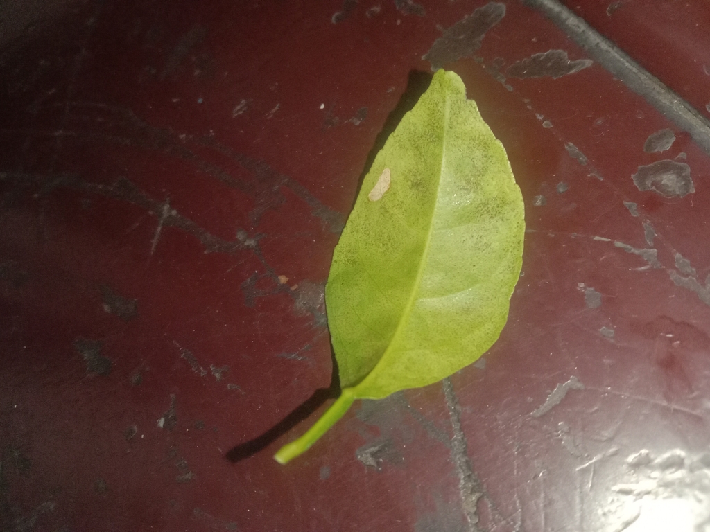 Citrus Rust Mite from 830台灣高雄市鳳山區二甲里 on September 05, 2024 at 05:56 AM ...