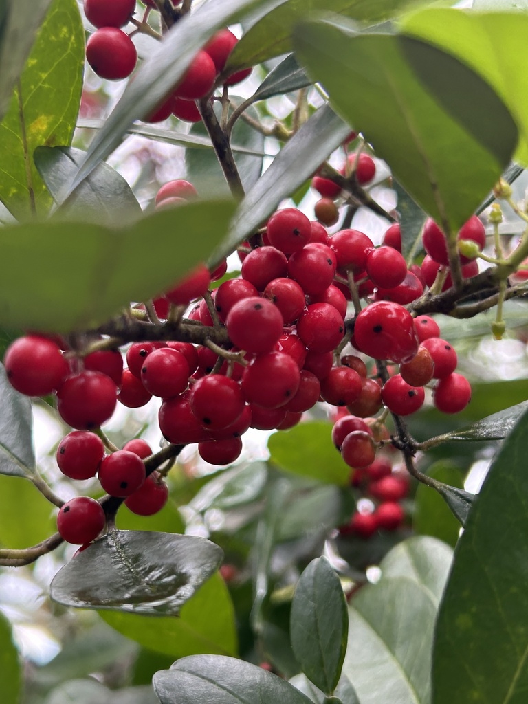dahoon holly from Chapel Trail Park Nature Preserve, Pembroke Pines, FL ...