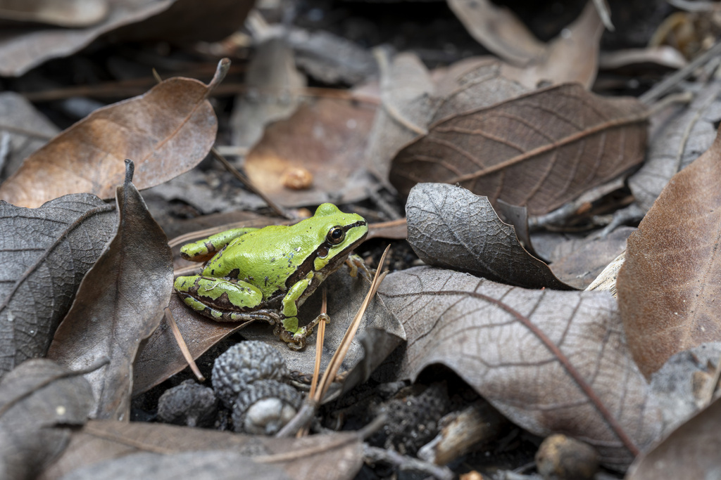 Arizona Tree Frog in August 2024 by Yasuhiko Komatsu · iNaturalist