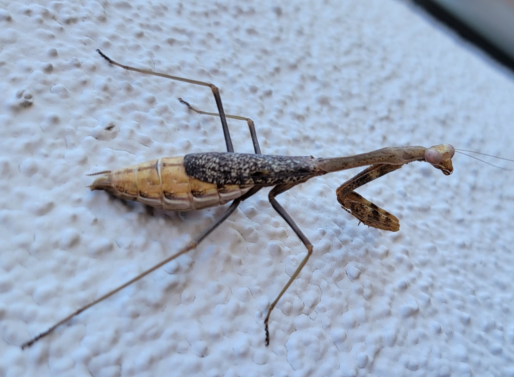 Sonoran Tiger Mantis from La Paloma, Catalina Foothills, AZ 85718, USA ...