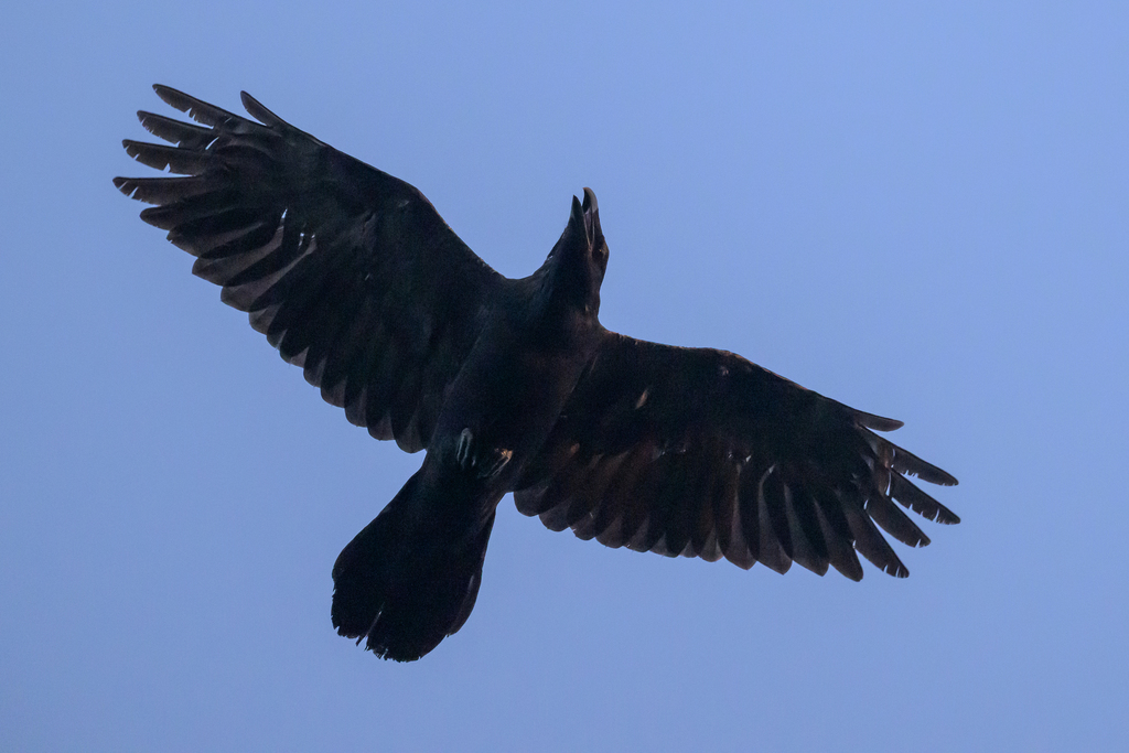 Common Raven in August 2024 by Stephen John Davies · iNaturalist
