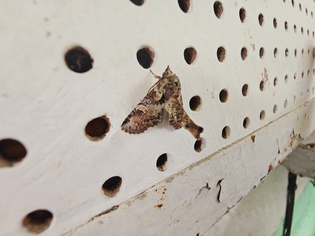 Large Paectes Moth from 97795 Yuc., México on September 4, 2024 at 02: ...