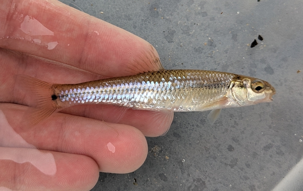 Bluntnose Minnow (Pimephales notatus) - Marine Life Identification